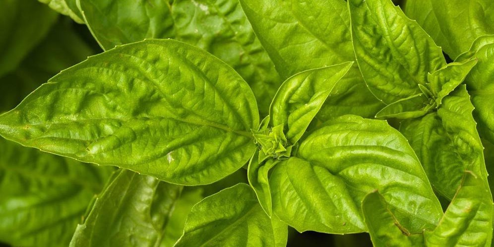 Tak Hanya Jadi Lalapan, Inilah 5 Resep Masakan Daun Kemangi yang Mudah ...