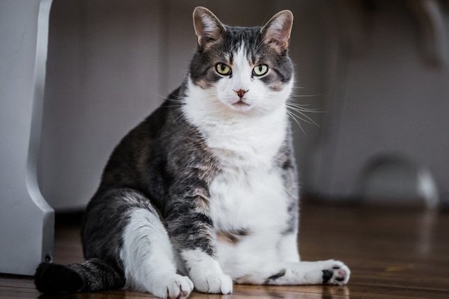 Selain Olahraga, Begini Cara Diet yang Tepat untuk Kucing Obesitas ...