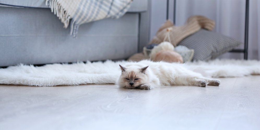 Doyan Rebahan, Ini Fakta di Balik Alasan Hobi Tidur Kucing Kesayanganmu ...