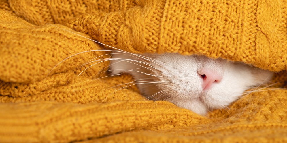 Tahukah Kamu Hidung Kucing Itu Seperti Sidik Jari Manusia? - Bola.net