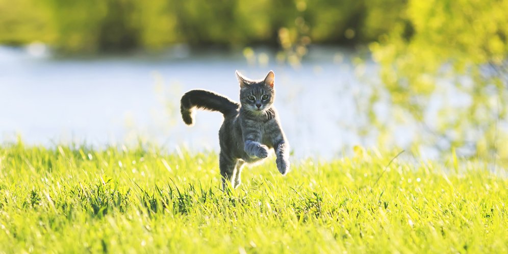 Terlahir sebagai Pemburu, Kucing Bisa Kalahkan Usain Bolt Si Pemegang ...