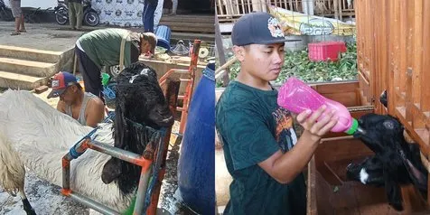 Kambing di Malang Diberi Fasilitas Kamar Mewah Sebelum Dikurbankan ...