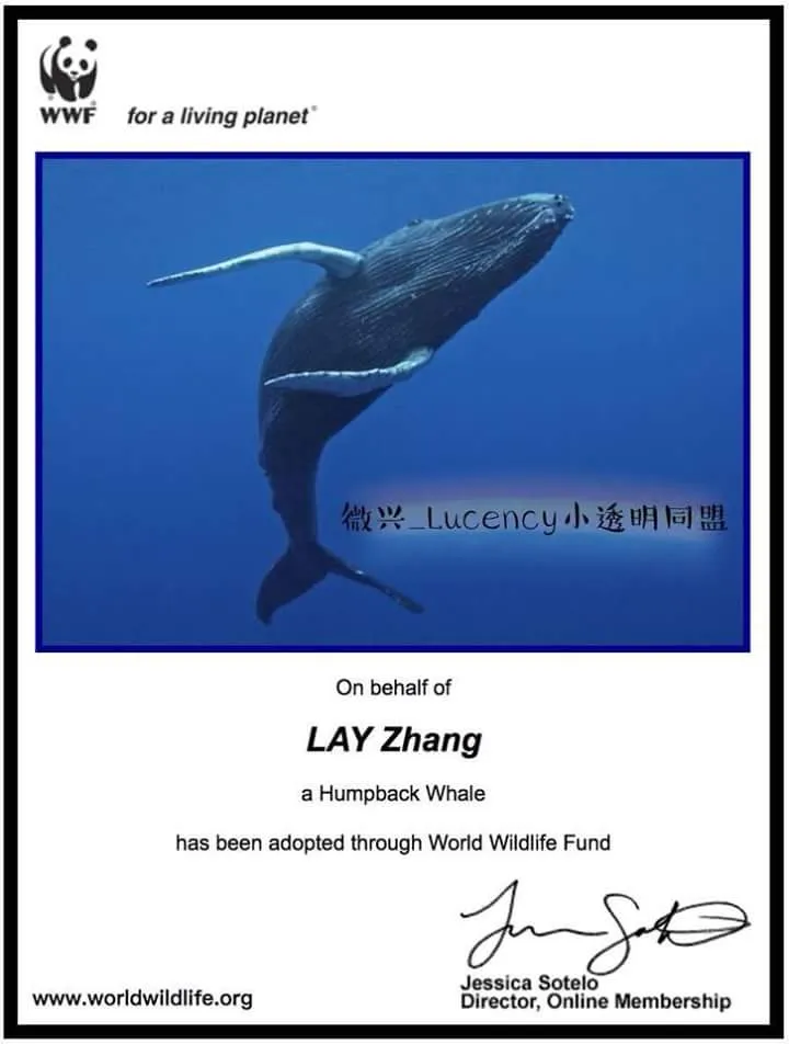 Lay EXO Bilang Ingin Pelihara Paus, Fans Langsung Kabulkan - KapanLagi.com