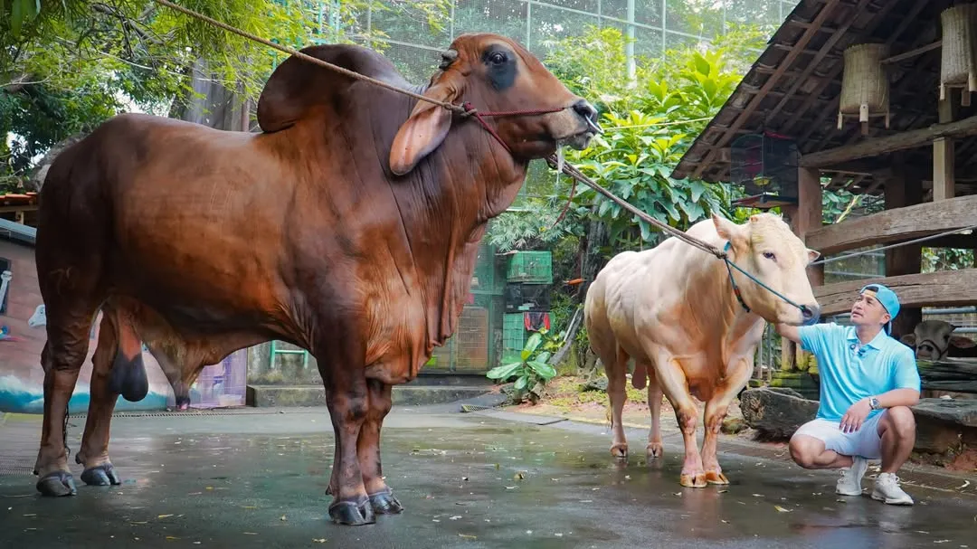 Irfan Hakim Juragan Sapi Jumbo, Dapat Kepercayaan dari Presiden Prabowo ...