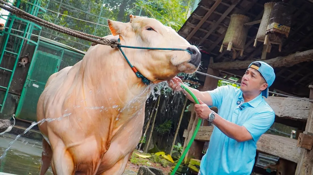 Irfan Hakim Juragan Sapi Jumbo, Dapat Kepercayaan dari Presiden Prabowo ...