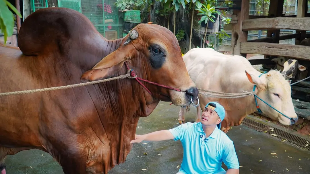 Irfan Hakim Juragan Sapi Jumbo, Dapat Kepercayaan dari Presiden Prabowo ...