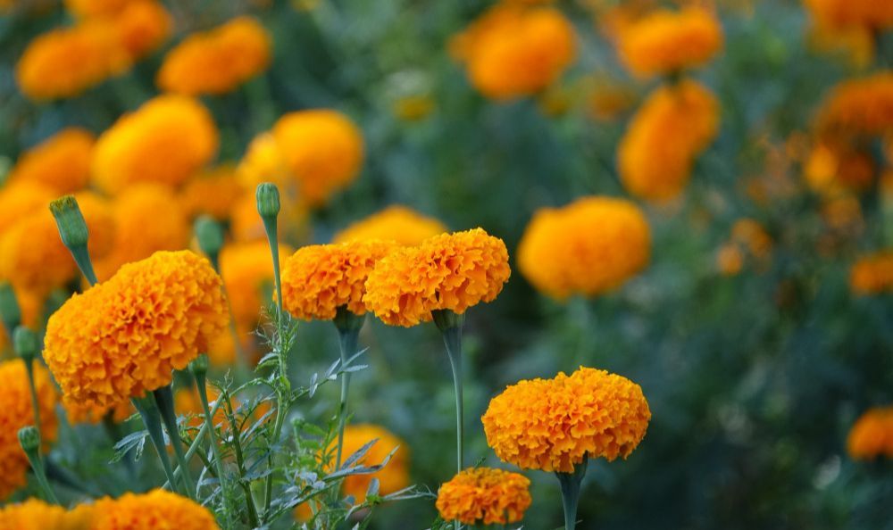 35 Quotes about Spring that Define The Beauty of Spring | trstdly ...