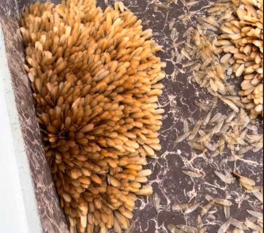 Bikin Merinding, Rumah Ini Diserang Rombongan Laron Hidup hingga ...