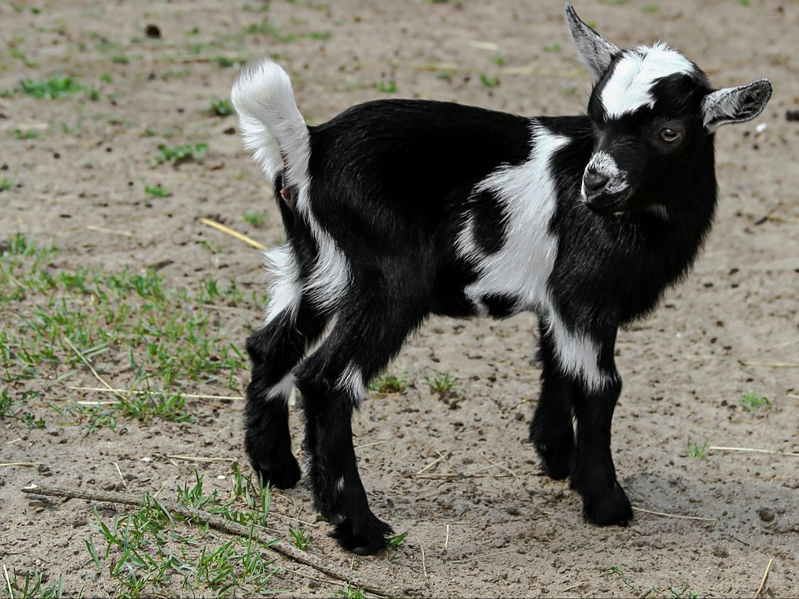 Mitos Kambing Kendit, Ritual Unik Ponorogo Sejak Ratusan Tahun