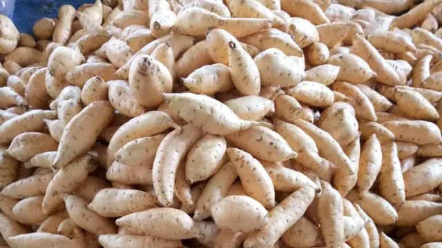 Ubi Cilembu Memang Manis Menggoda, Tapi Apakah Mengonsumsinya Bisa ...