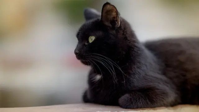 Beruntung Masih Ada Kucing Hitam, Kalau tidak Bisa Bahaya - merdeka.com