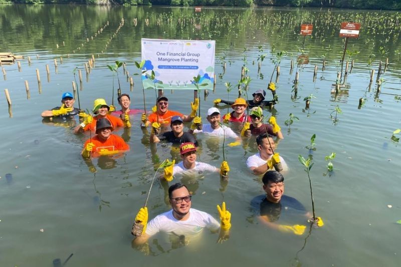 Tahukah Anda? Zurich Tanam Mangrove di 6 Kota Besar, Targetkan 1.500 Pohon untuk Lingkungan dan ...