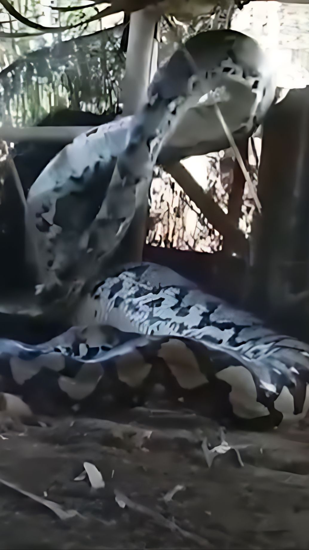 Video Viral Penampakan Ular Piton Raksasa Perutnya Buncit Terjerat Tali