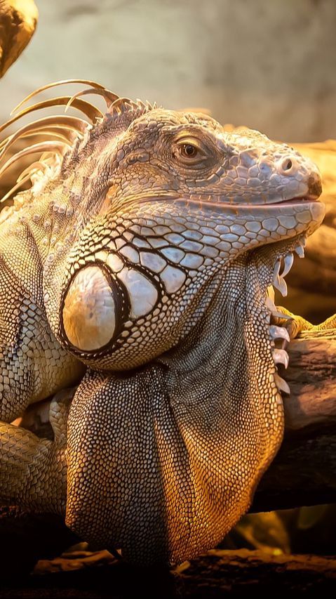 Hewan Predator Ini Pernah Hidup di Bumi, Raksasa Buas Sebelum Zaman ...