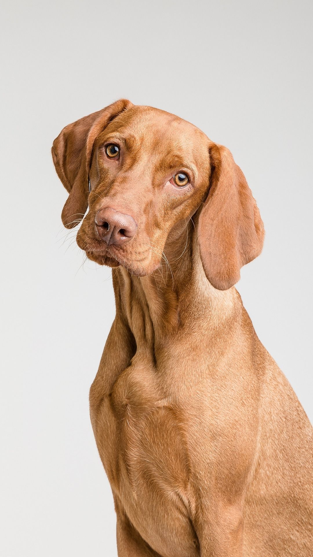 10 Anjing Terkuat di Dunia, Jangan Macam-Macam dengan Mereka