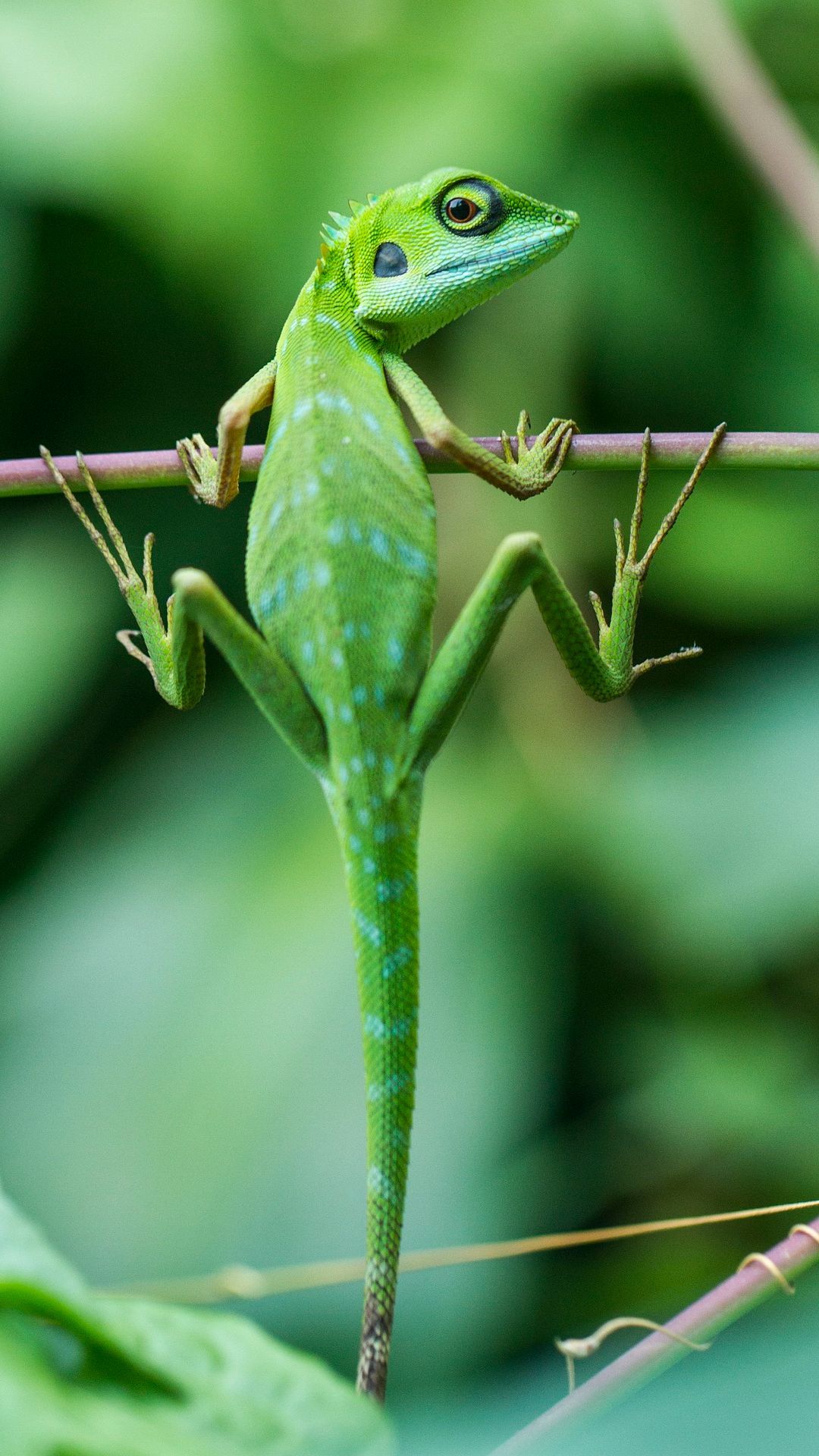 Fakta Menarik Kadal Basilisk, Hewan yang Mampu Berenang dan Berlari di ...