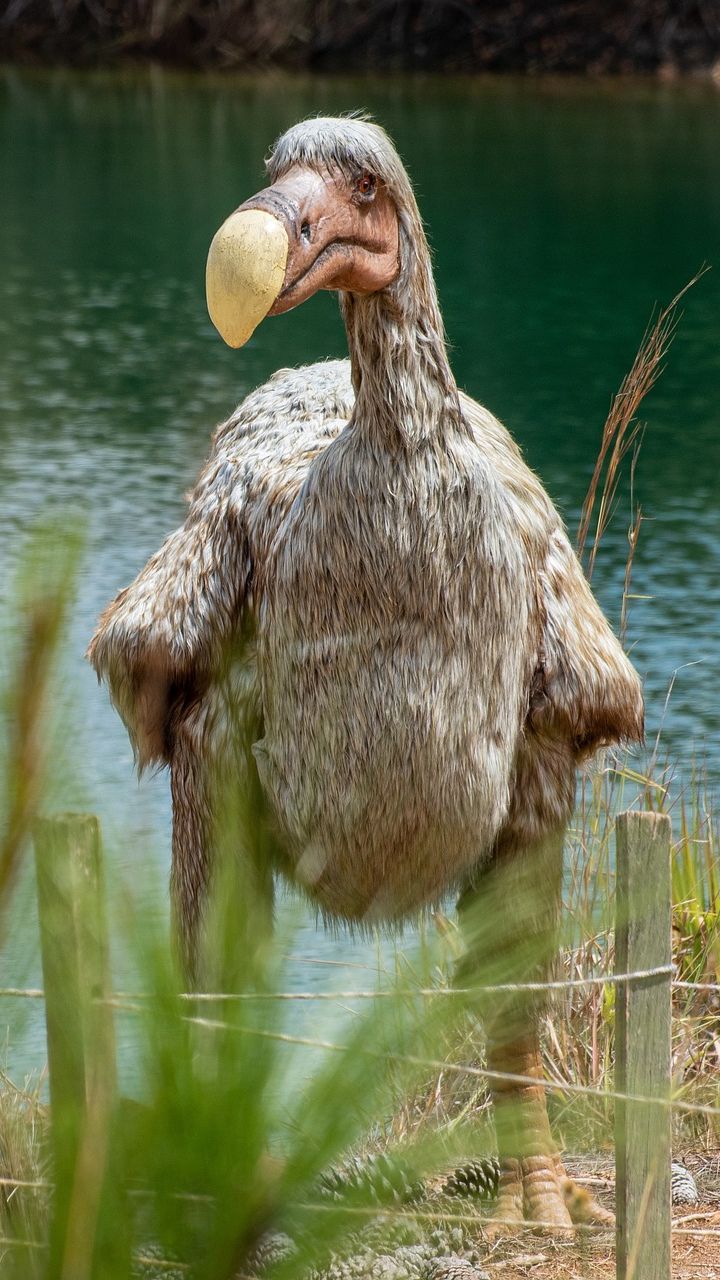 Akan Dibangkitkan dari Kepunahan, Begini Penampakan Burung Dodo yang Ikonik