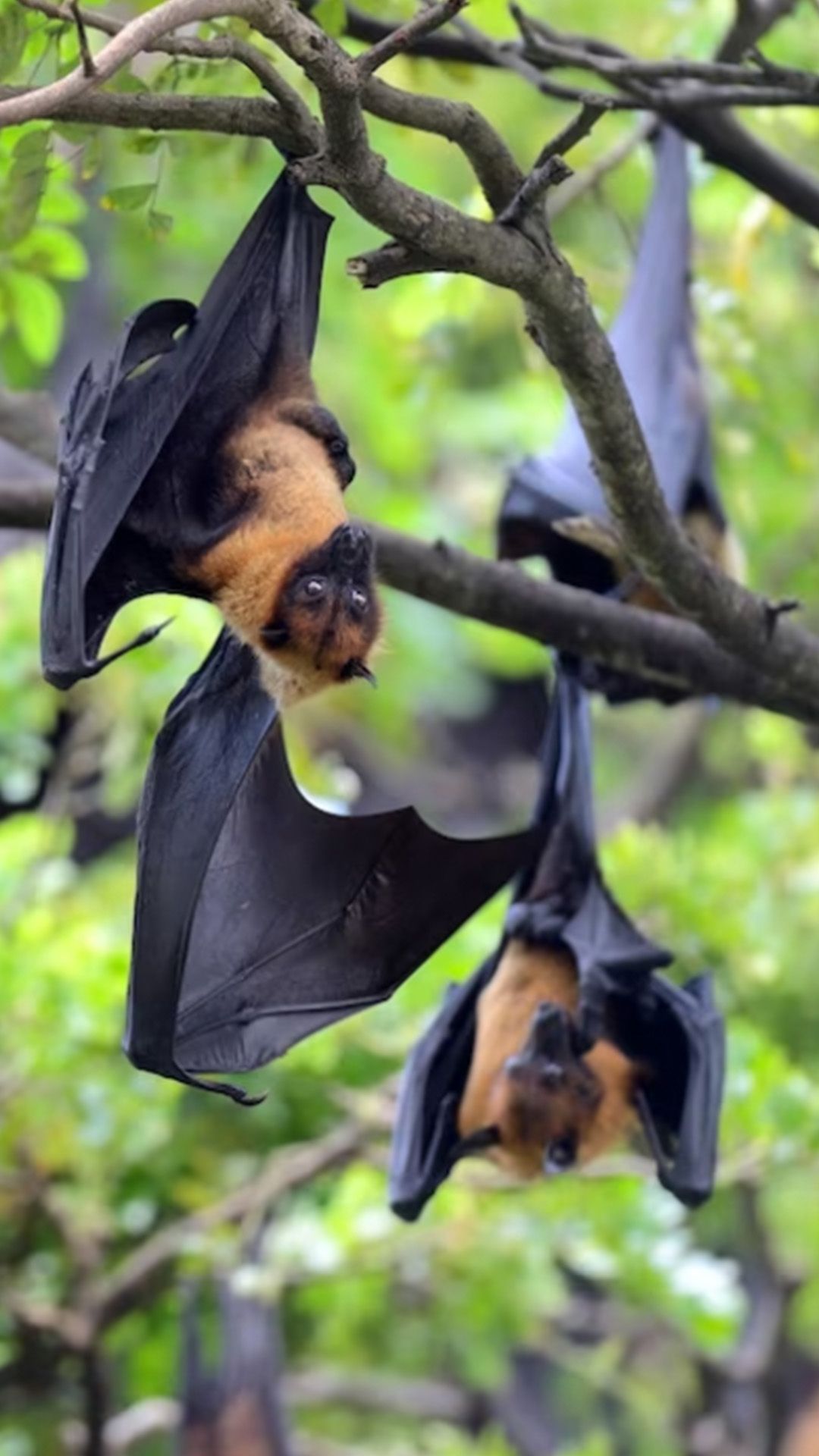 This Animal Gives Birth With Acrobatic Style! YT | trstdly: trusted ...