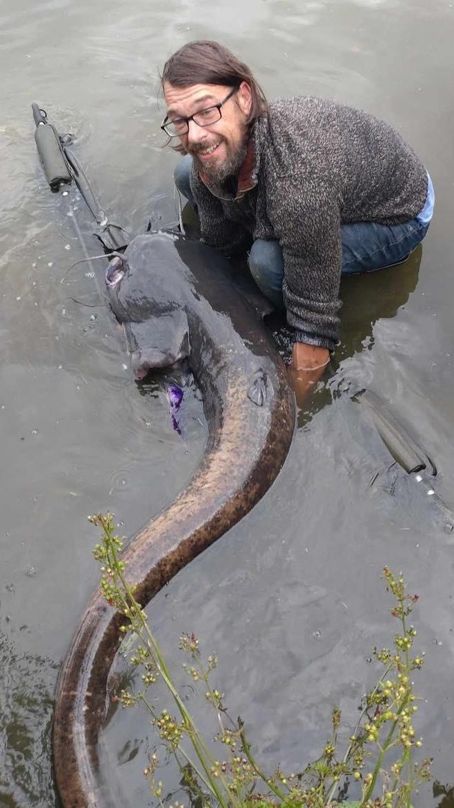 Ngeri! Ikan Lele Monster Berhasil Ditangkap di Inggris, Ukurannya ...