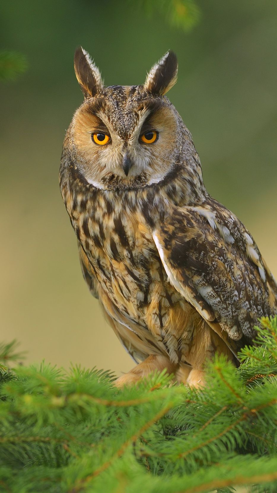 13 Jenis Burung Hantu Terbesar yang Masih Hidup di Dunia Ini