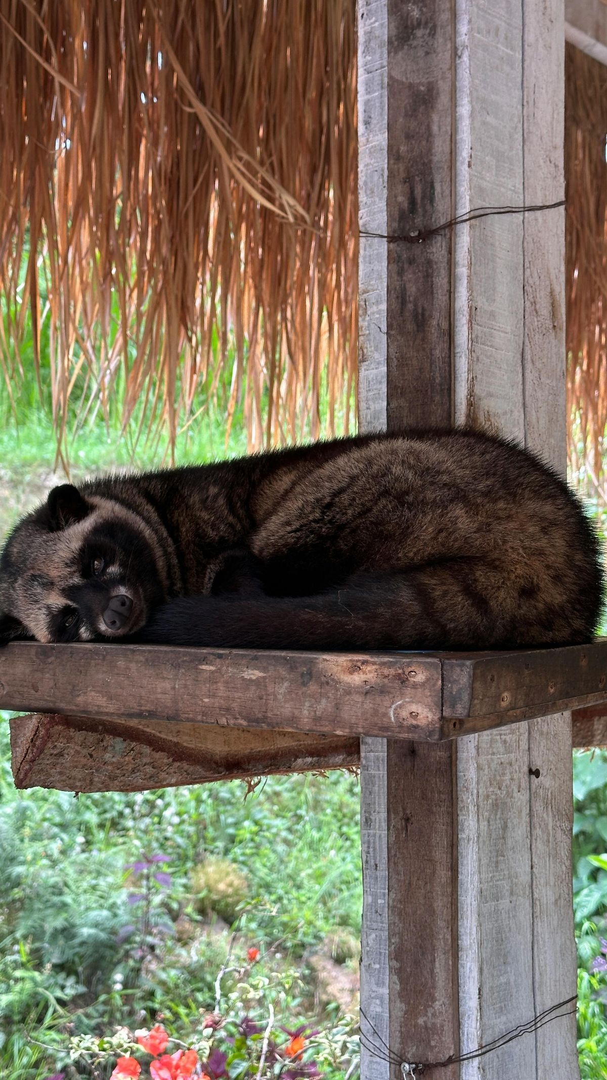 8 Hewan dengan Senjata Bau Busuk untuk Pertahanan Diri