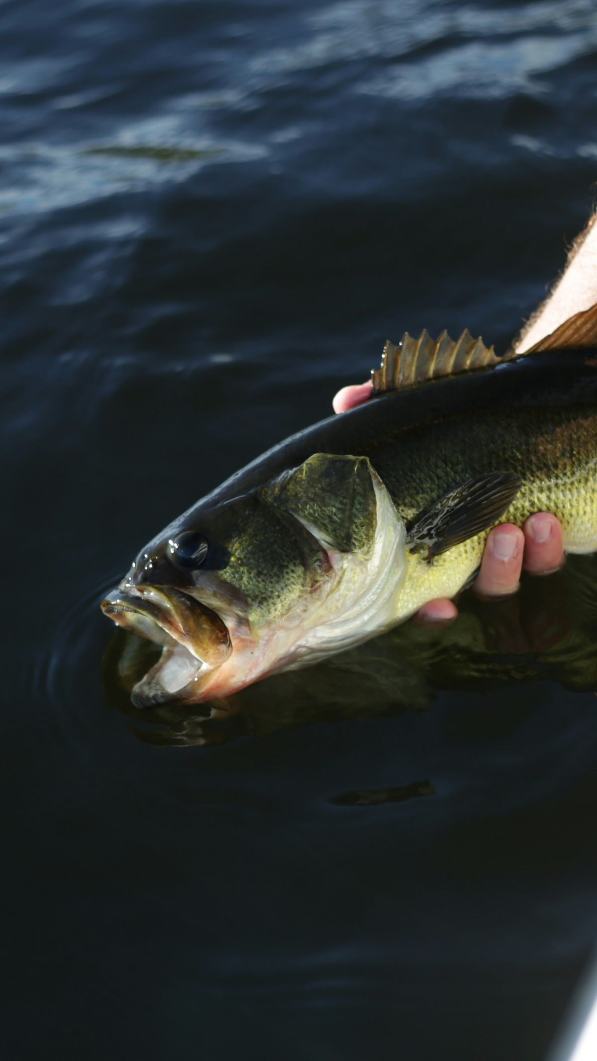Penampakan Ikan Mas Terbesar yang Ditangkap, Tubuhnya Luar Biasa Besar