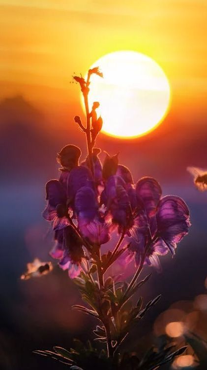 Sun Quotes: 25 Uplifting Words that Radiate Positivity | trstdly ...