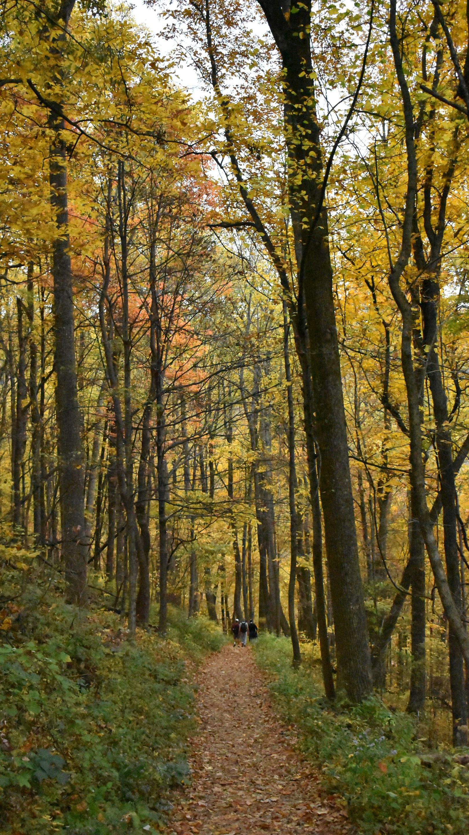 The 7 Most Beautiful Places in Virginia: Exploring the Charm of the Old ...