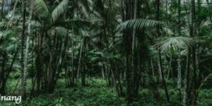 Cobalah Merebus Akar Pinang, Ini 5 Manfaat Kesehatannya untuk Tubuh ...