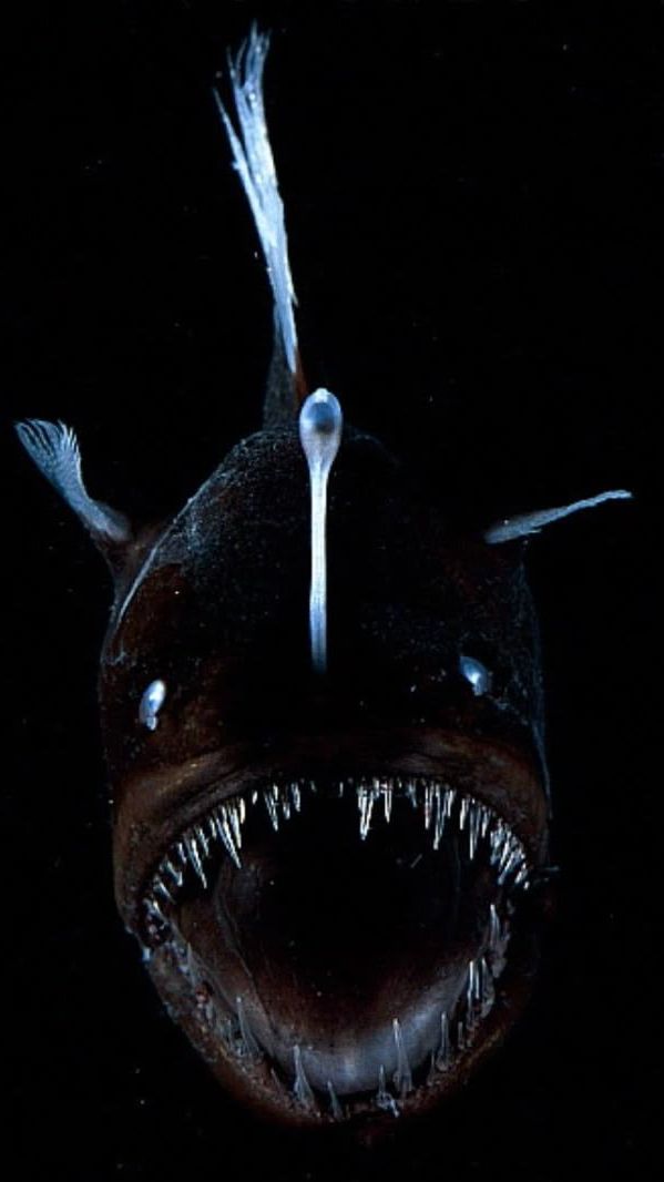 Top 5 Unique Facts of The Rare 'Black Devil Fish' | trstdly: trusted ...