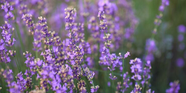 Manfaat Kesehatan Bunga Lavender, Ketahui di Mana Sebaiknya Kita ...