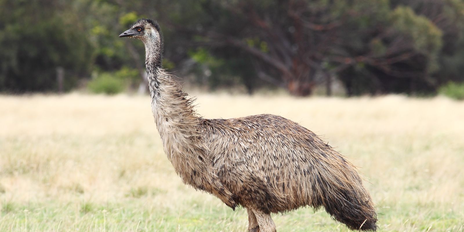 Kisah Unik Perang 'Emu' yang Buat Tentara Australia Keok saat Melawan ...