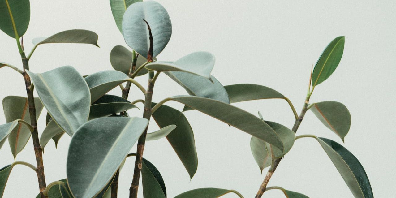 Mengenal Tanaman Daun Karet Kebo, Tanaman Hias yang Punya Banyak ...