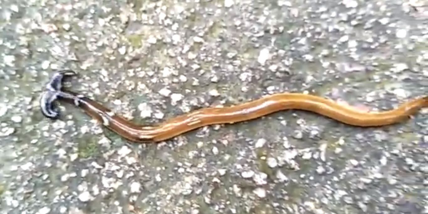 Dijamin Ampuh, Tips Basmi Cacing Kepala Martil yang Sangat Berbahaya ...