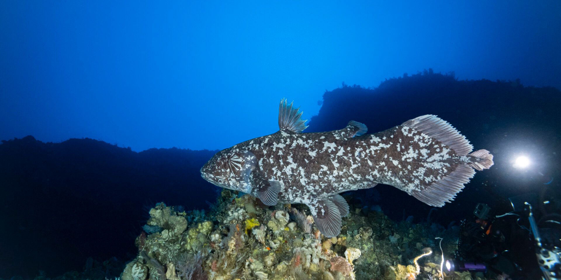 ‘Ikan Dinosaurus’ yang Diduga Telah Punah Muncul Lagi di Laut Indonesia ...