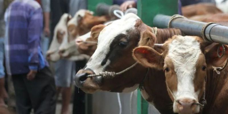 Ingin Kurban Idul Adha? ini Daftar Harga Kambing & Sapi Terbaru 2025 di Pulau Jawa - merdeka.com