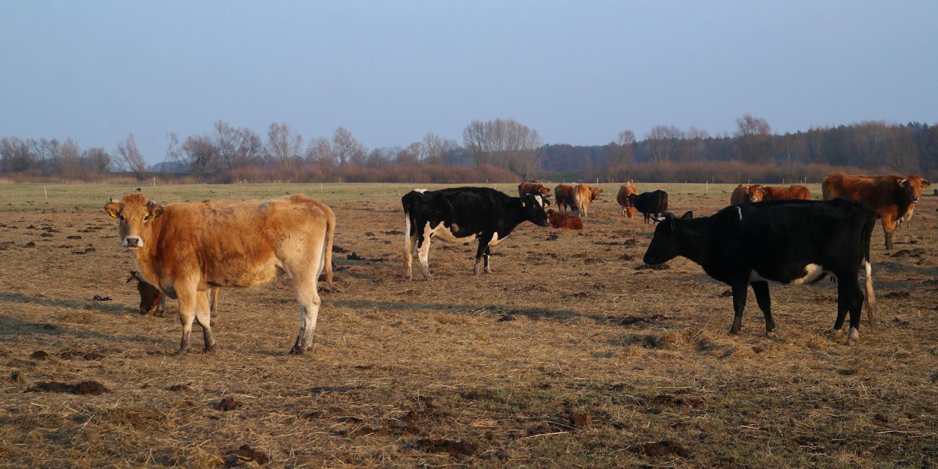 Daftar Harga Sapi Kurban 2025 Iduladha 1446 H Terbaru dan Terlengkap, Siapkan Sekarang Sebelum ...