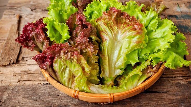 Manfaat Selada untuk Kesehatan, Ini Tips Mengkonsumsinya