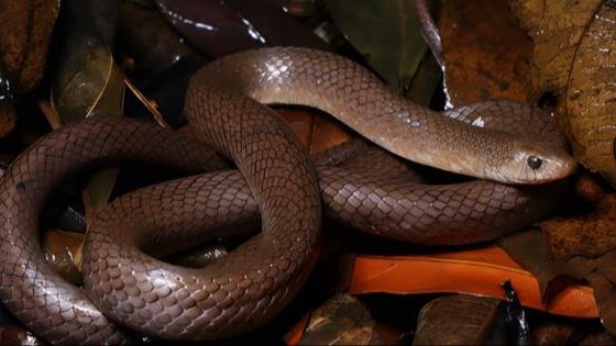 Peneliti Temukan Ular Jenis Baru yang Belum Pernah Terlihat Sebelumnya ...