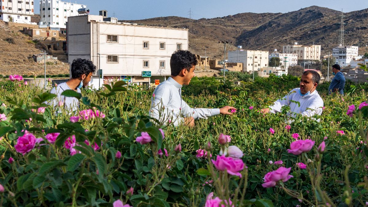 Fakta-fakta Kota Taif di Mekkah, Tempat yang Sejuk dengan Bunga Mawar ...
