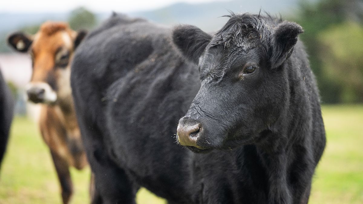 Sapi Setengah Ton Buat Kurban Besok Kecebur Selokan, Damkar Semarang ...