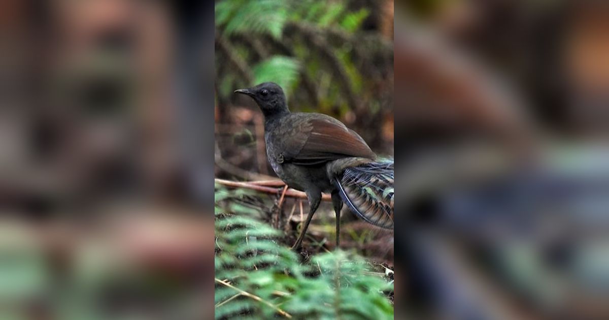 Bukan Kakatua, Tapi Burung Ini Mampu Tirukan Beragam Suara Aneh yang ...
