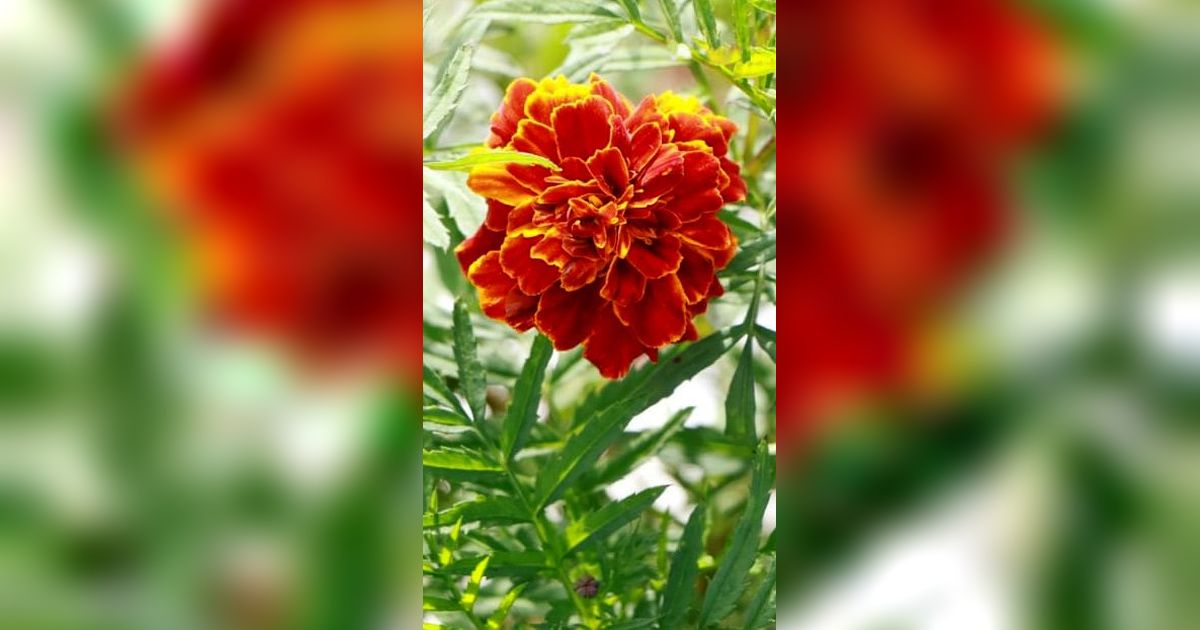 Peneliti Kembangkan Benih Bunga Gemitir Asli Bali, Impor Rp30 M per ...