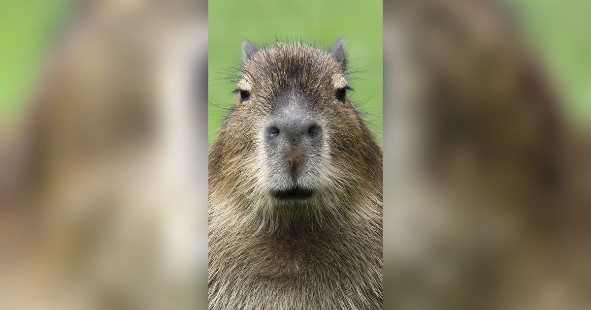 7 Captivating Facts About Capybara | trstdly: trusted news in simple ...