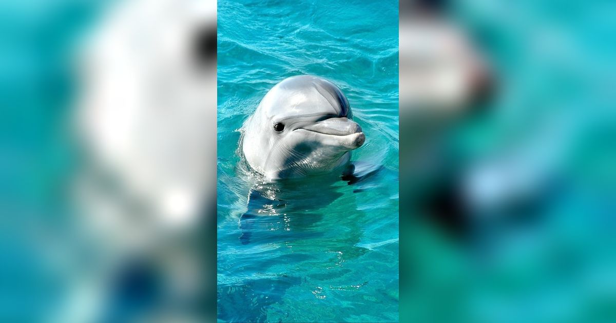 5 Unique Dolphin's Types You Probably Don't Know | trstdly: trusted ...