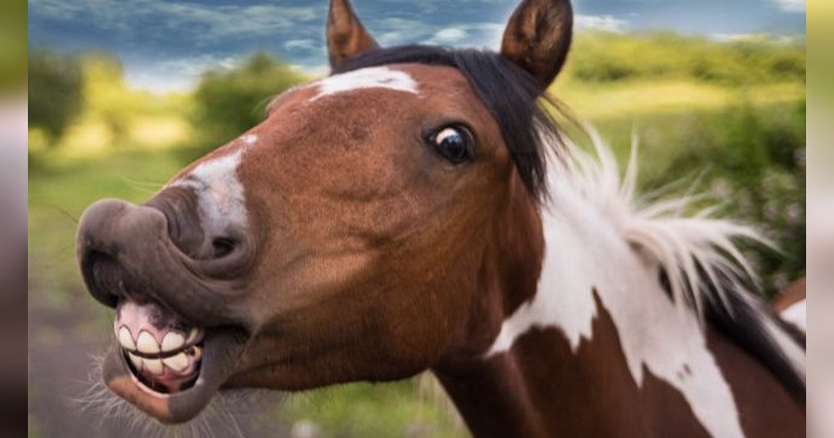 Shark Jokes: 60 Jaw-Some Puns That Will Bite Your Funny Bones | trstdly ...