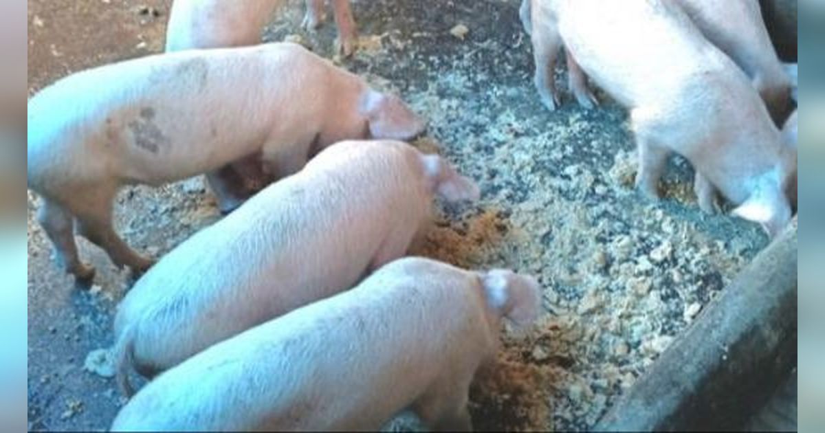 Viral! Diduga Belum Memahami Ajaran Islam, Mualaf di Papua Bawa Seekor ... Viral! Diduga Belum Memahami Ajaran Islam, Mualaf di Papua Bawa Seekor ...