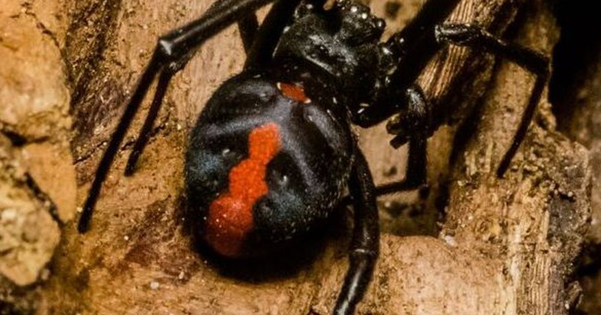 5 Hewan Mematikan yang Banyak Ditemui di Australia, Jangan Macam-Macam!