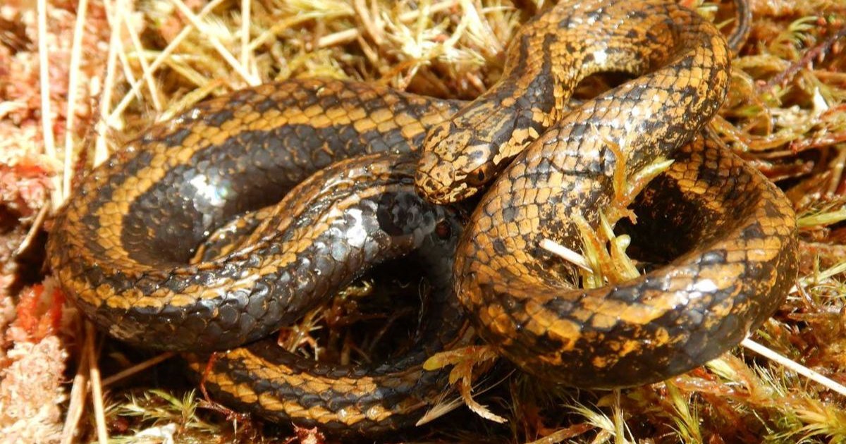 Heboh Penemuan Spesies Ular Baru Penghuni Taman Paling Berbahaya di ...