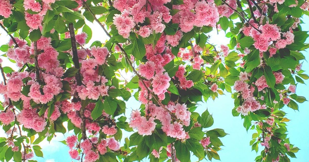 9 Jenis Tumbuhan yang Tetap Berbunga Sepanjang Tahun, Bahkan Saat Musim ...